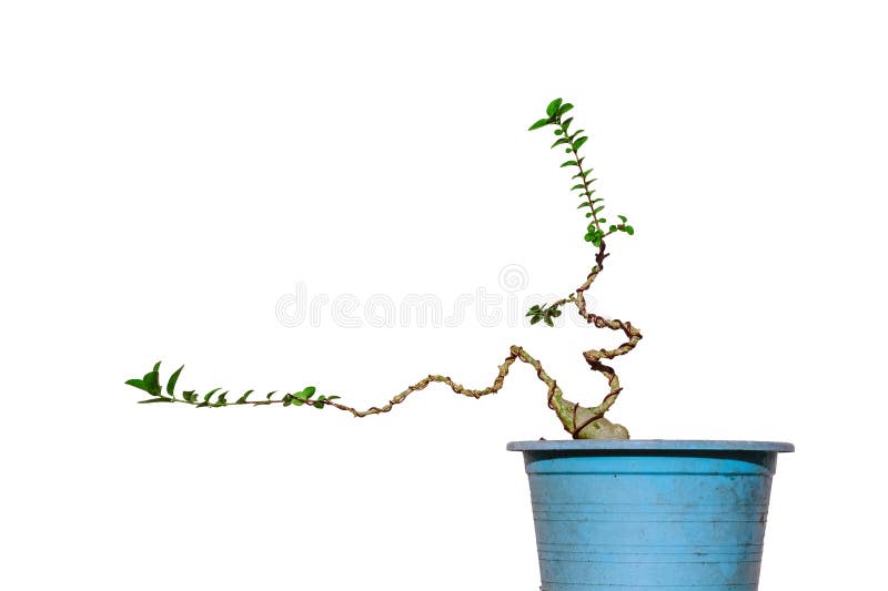 The Premna Tree is in the Process of Creating a Bonsai Stock Image ...