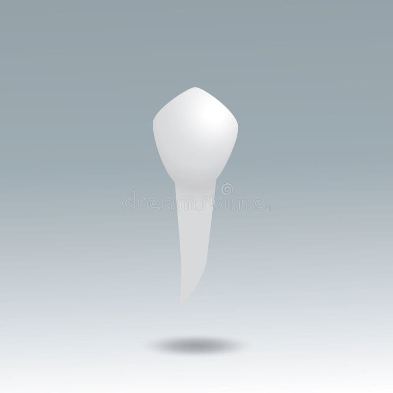 Premolar Tooth. Vector Illustration Decorative Design Stock Vector ...