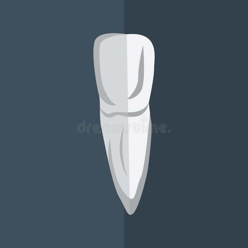 Premolar Tooth. Vector Illustration Decorative Design Stock Vector ...