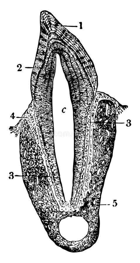 Premolar Tooth, Vintage Illustration Stock Vector - Illustration of ...
