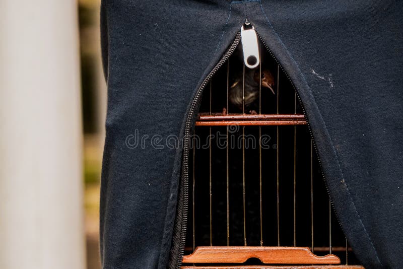 Prenjak Bird in a Cage Covered with Black Cloth Stock Image - Image of ...