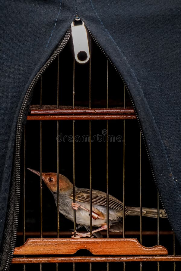 Prenjak Bird in a Cage Covered with Black Cloth Stock Image - Image of ...