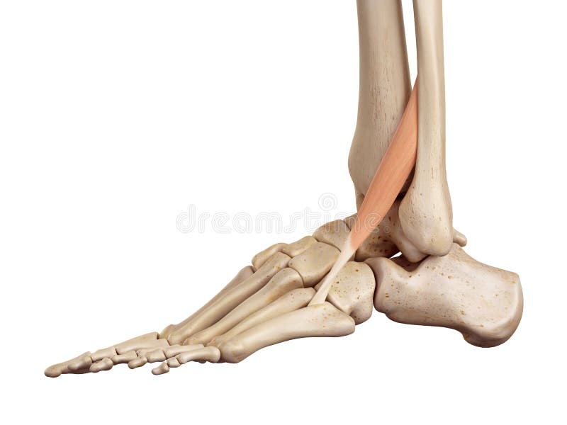 The preoneus tertius stock illustration. Illustration of ankle - 56286225
