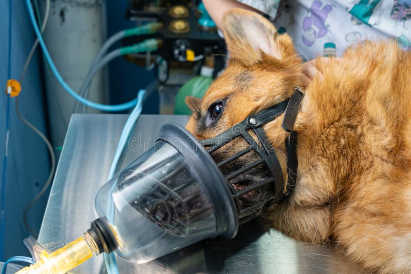 Preoxygenation in a Sedated Dogwith a Muzzle Stock Image - Image of ...