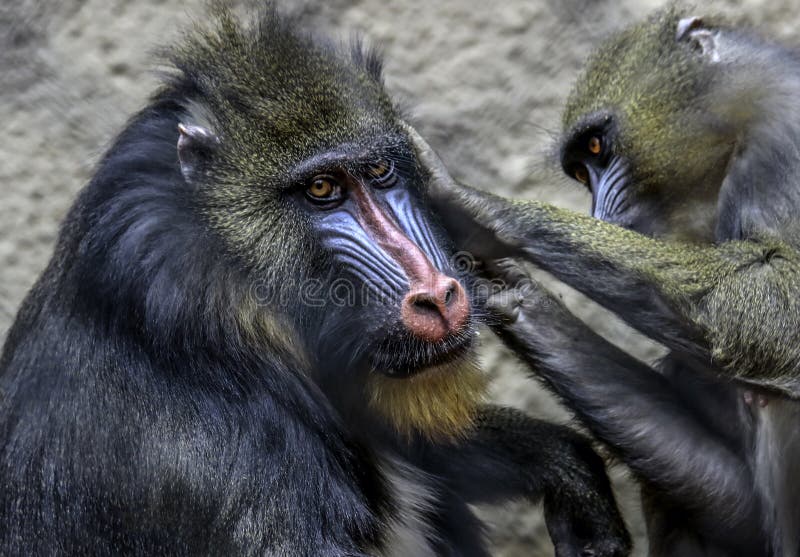 Preparación De Los Mandriles Foto de archivo - Imagen de ecuatorial ...