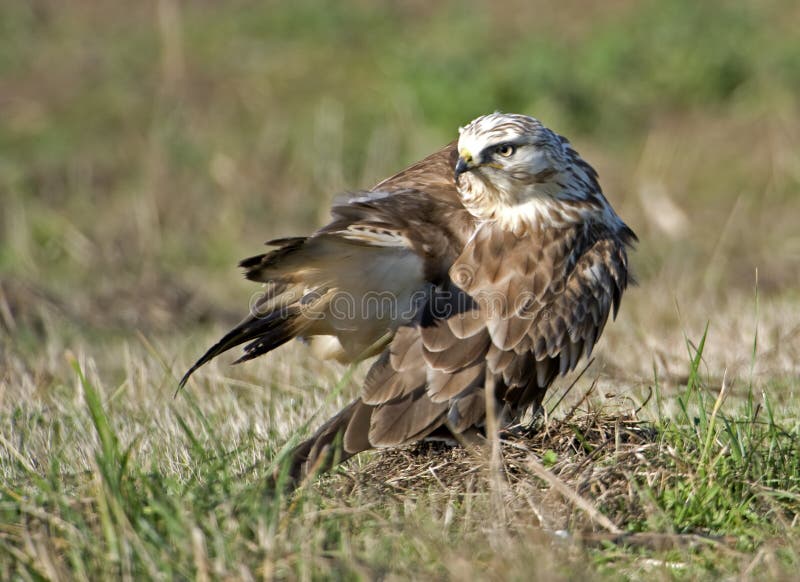 Polluelo Áspero-legged Del Halcón En Jerarquía En El Acantilado En El ...