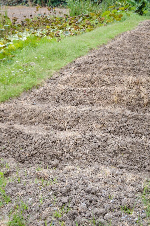 Preparación Del Suelo Para La Siembra De Hortalizas En La Agricultura