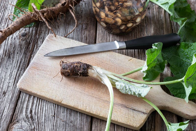 Preparation of Burdock Tincture from Fresh Burdock Root Stock Image ...