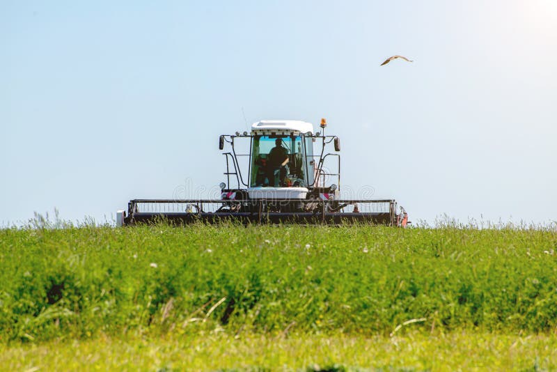 Preparation of Compound Feed for Cattle by Combine Harvesters Stock ...