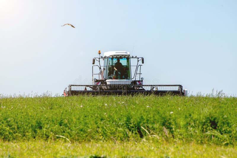 Preparation of Compound Feed for Cattle by Combine Harvesters Stock ...