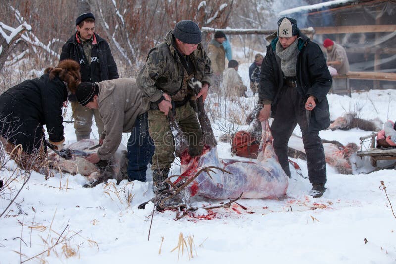 The Preparation of Deer Meat, Remove the Hide from the Deer, Kamchatka ...