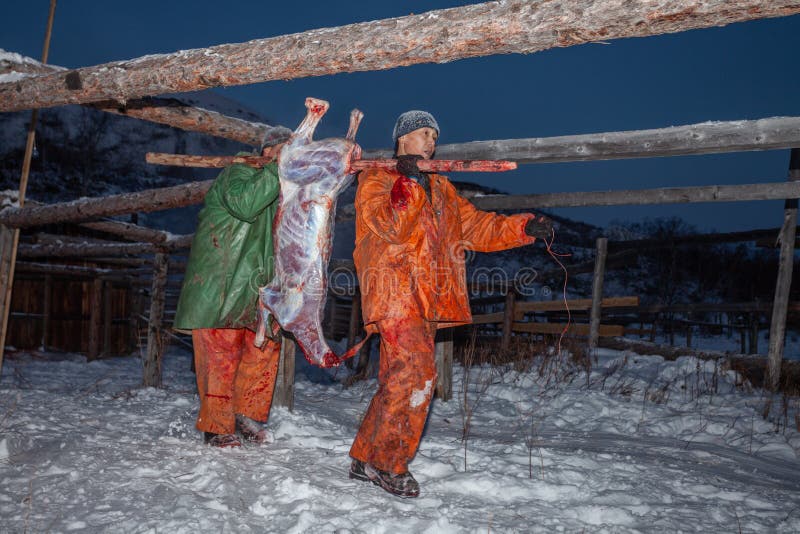 The Preparation of Deer Meat, Remove the Hide from the Deer, Kamchatka ...