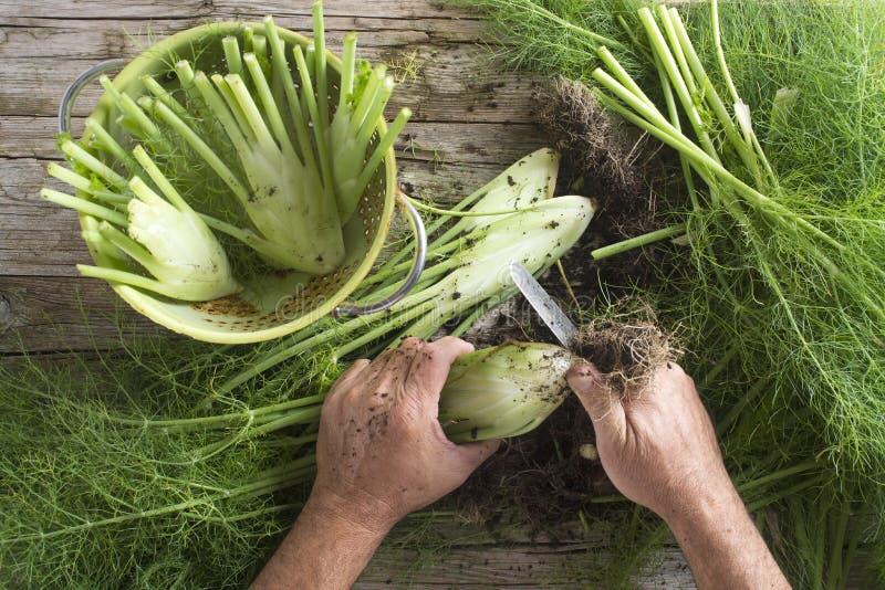 Preparation of fennel stock image. Image of green, food - 78439565