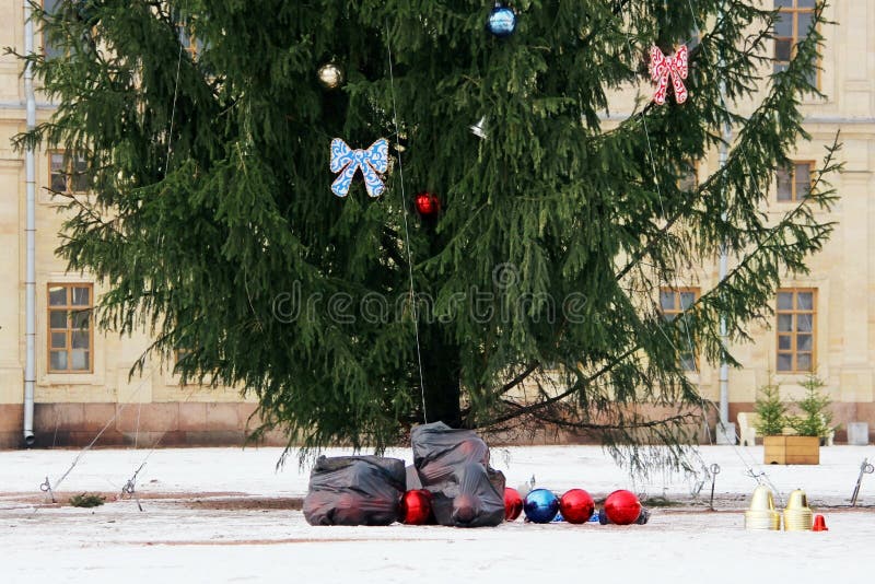 Preparation for the Festive Decoration of a Large Christmas Tree in the ...