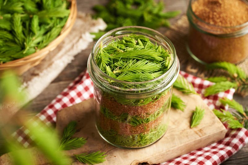 Preparation of Herbal Syrup from Fresh Young Spruce Tips Harvested in ...