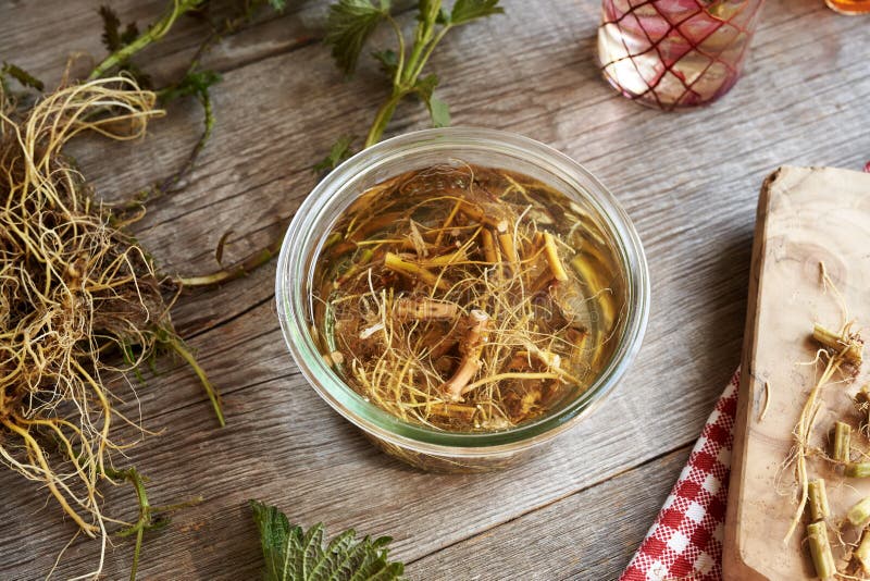 Preparation of Herbal Tincture from Stinging Nettle Roots Stock Photo ...