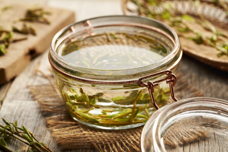 Preparation of Herbal Tincture from Willow Branches in Spring Stock ...