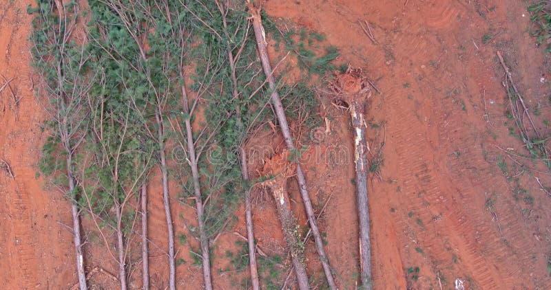 Preparation of Land for Subdivision Construction by Uprooting Trees in ...