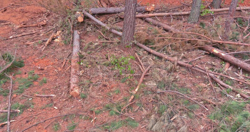 Preparation of Land for Subdivision Construction Uprooting Trees in ...