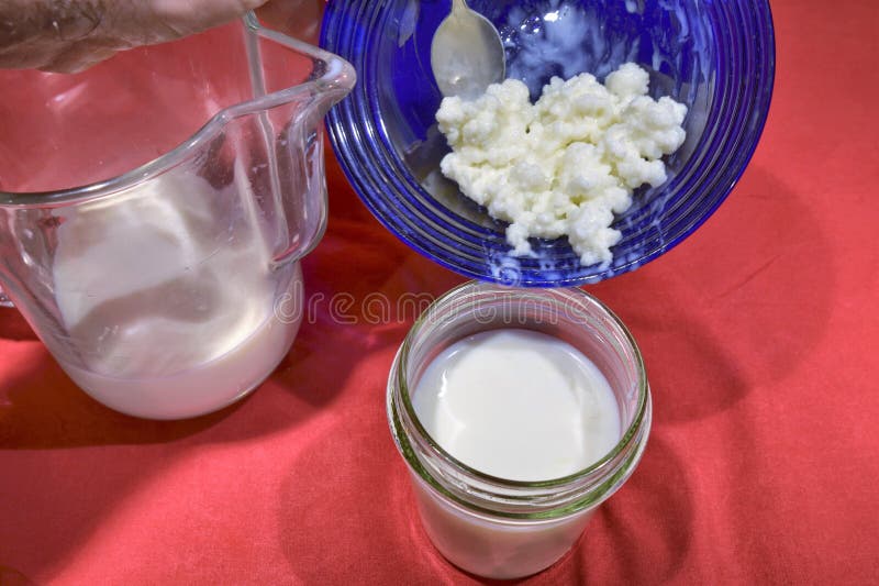 Preparation of milk kefir. stock photo. Image of eating - 150118030