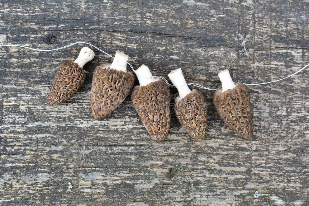 Preparation for Morel Drying Stock Photo - Image of organic, macro ...