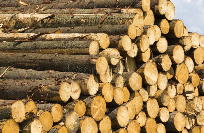 Preparation of pine logs stock image. Image of pile - 168962441