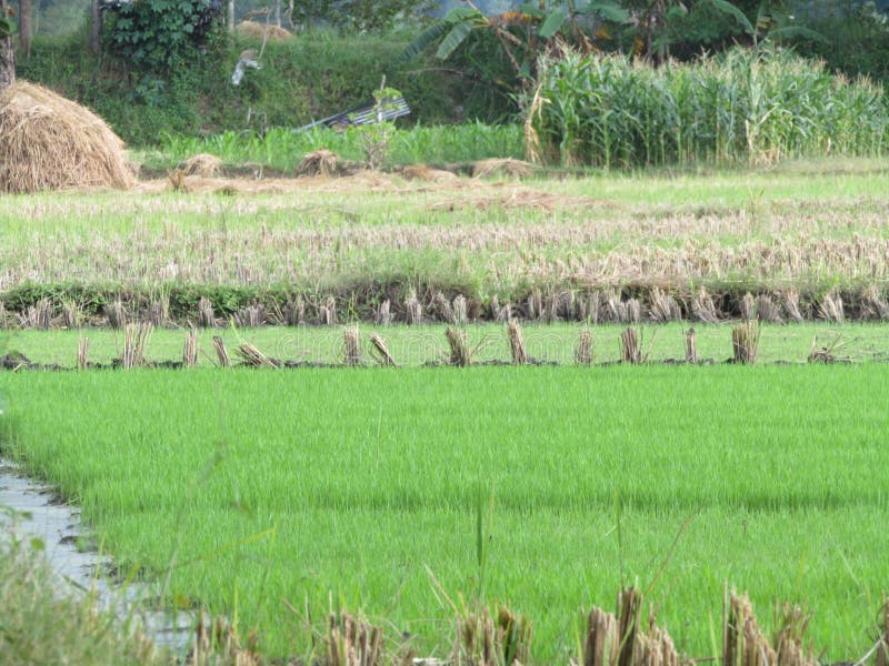 Preparation for the Rice Planting Season, by Sowing the Seeds First ...