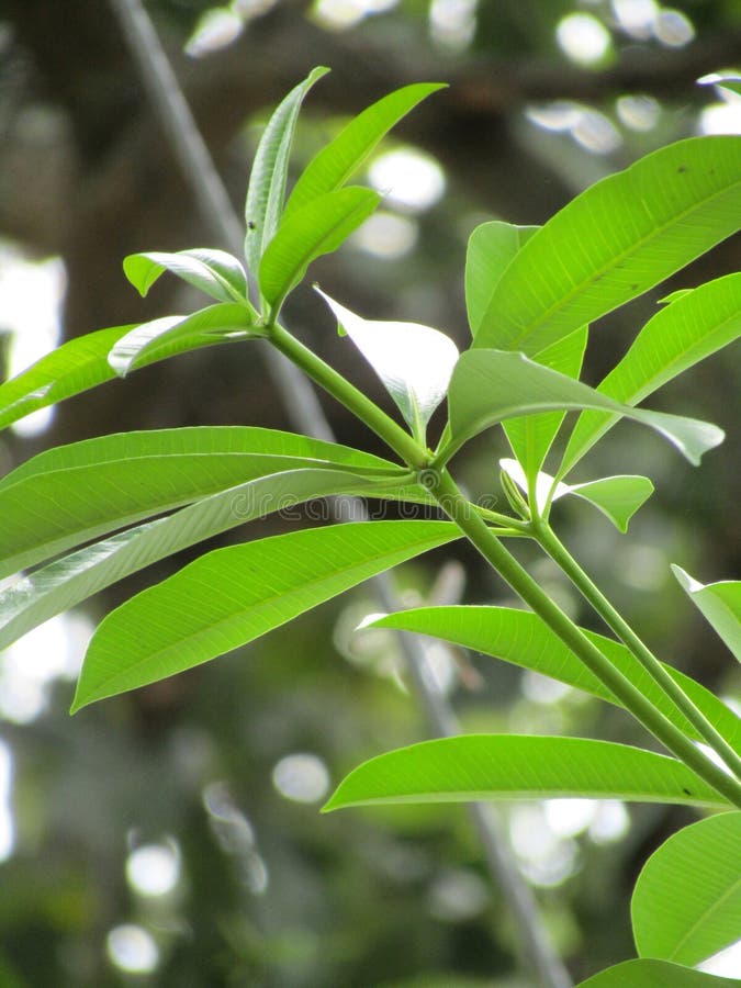 Preparation for the Rice Planting Season, by Sowing the Seeds First ...
