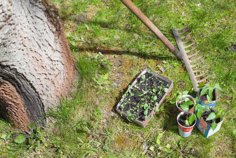Preparation of Seedlings for Planting. Stock Photo - Image of ...
