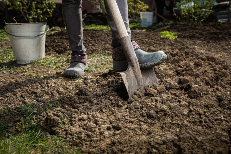 Preparation of Soil for Planting. Stock Image - Image of care ...
