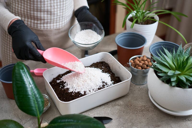 Preparation of Soil Substrate for Planting Houseplant into a Pot Stock ...