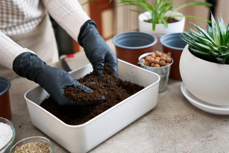 Preparation of Soil Substrate for Planting Houseplant into a Pot Stock ...
