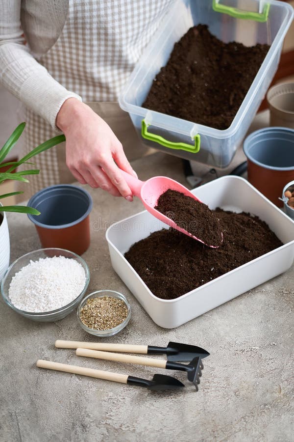 Preparation of Soil Substrate for Planting Houseplant into a Pot Stock ...