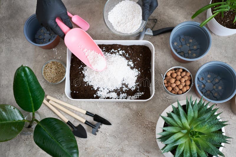 Preparation of Soil Substrate for Planting Houseplant into a Pot Stock ...