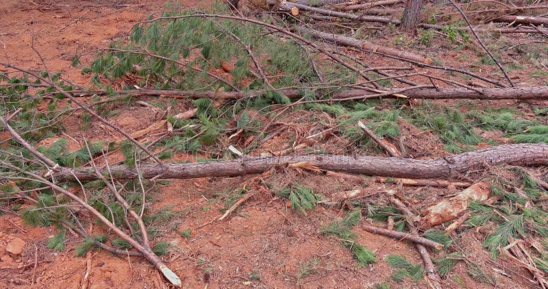 In Preparation for Subdivision of a Housing Development, Trees are ...