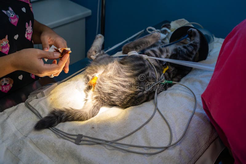 Preparation of the Surgical Field before Cat Surgery Stock Image ...