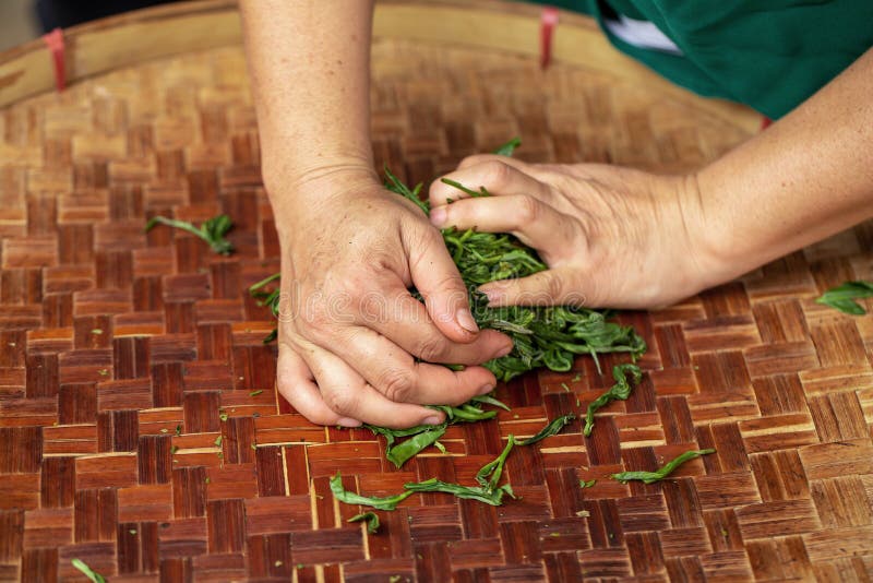 Premium Dry Green Tea Leaves Spread Curing in Bamboo Basket Tray after ...
