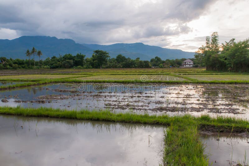 Prepare the Soil for Rice Fields Stock Image - Image of lines, pattern ...