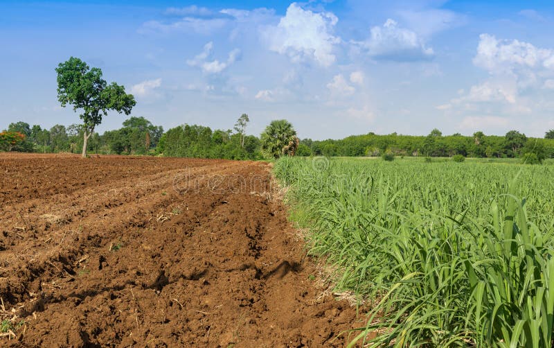 Prepare Soil for Sugarcane Planting, Sugarcane Field, Stock Image ... Prepare Soil for Sugarcane Planting, Sugarcane Field, Stock Image ...