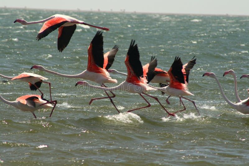 Prepare for take off stock image. Image of animals, flee - 3799127