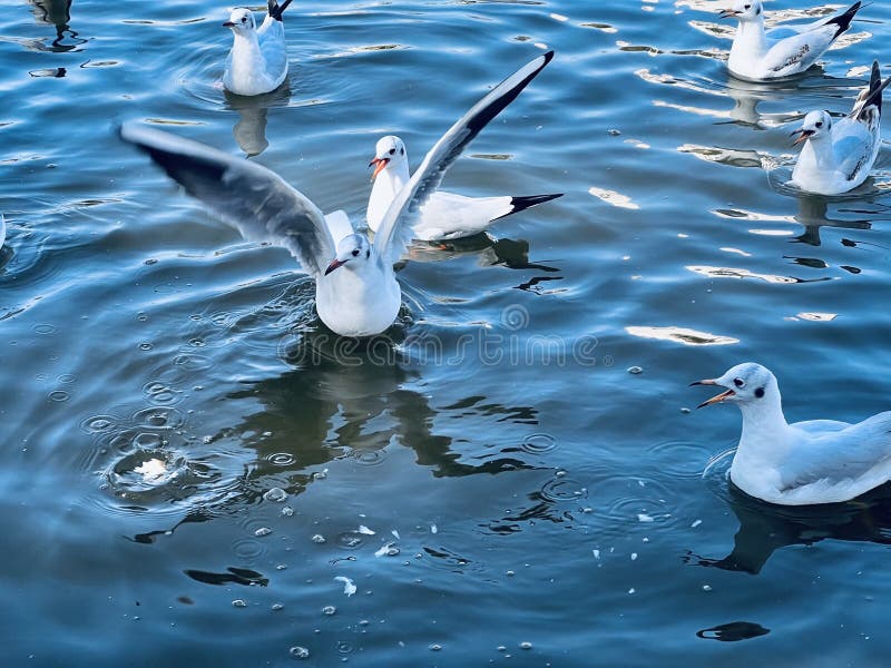 Prepare to fly seagull stock photo. Image of waterbird - 241223462