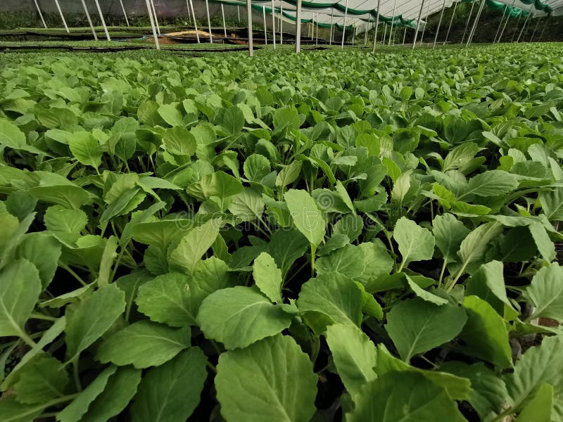 Prepare Vegetable Seedling in Seedling Tray Stock Photo - Image of ...