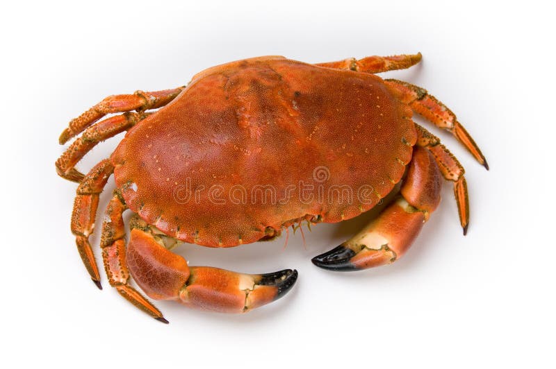 Peppermint Candy stock photo. Image of striped, ideas - 34641486