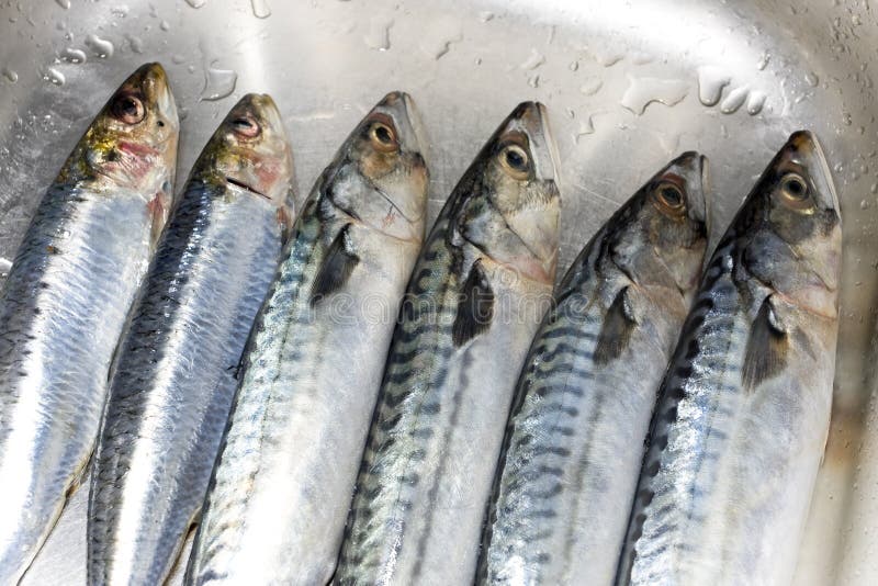 Prepared fish closeup stock image. Image of fish, macro - 7693061