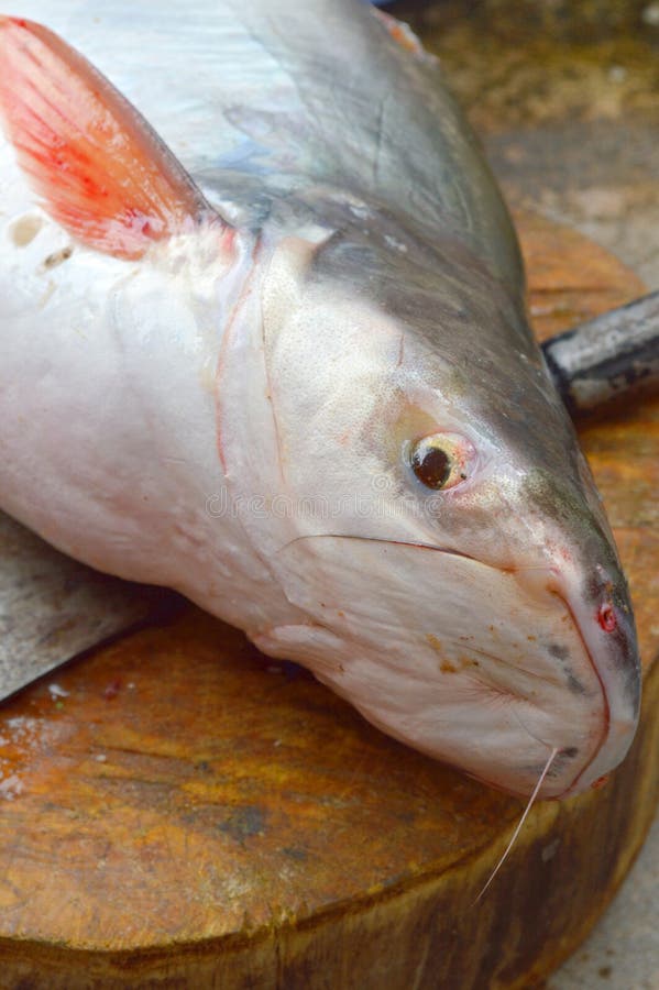 Prepared Fresh Water Fish for Cooking Stock Photo - Image of food ...