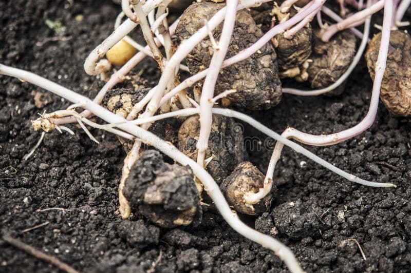 Germinating Potatoes on the Ground Stock Photo - Image of young ...