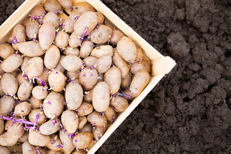 Prepared Germinating Potatoes Before The Planting In Basket Stock Photo ...