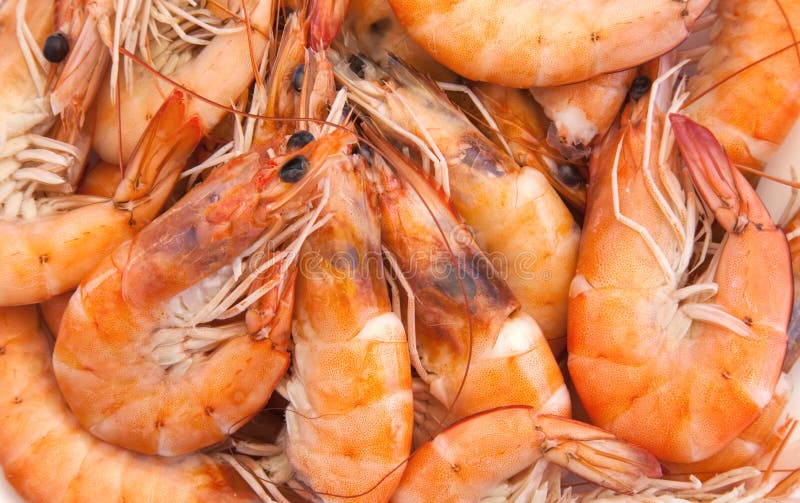 Prepared scrimps stock photo. Image of fresh, food, close - 32484480