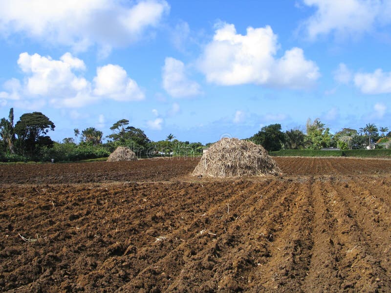 Prepared Soil stock photo. Image of ridge, farm, sowing - 71098