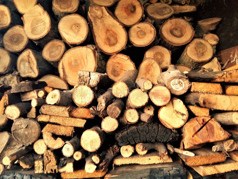 Prepared for the Winter the Logs from Different Tree Species for ...